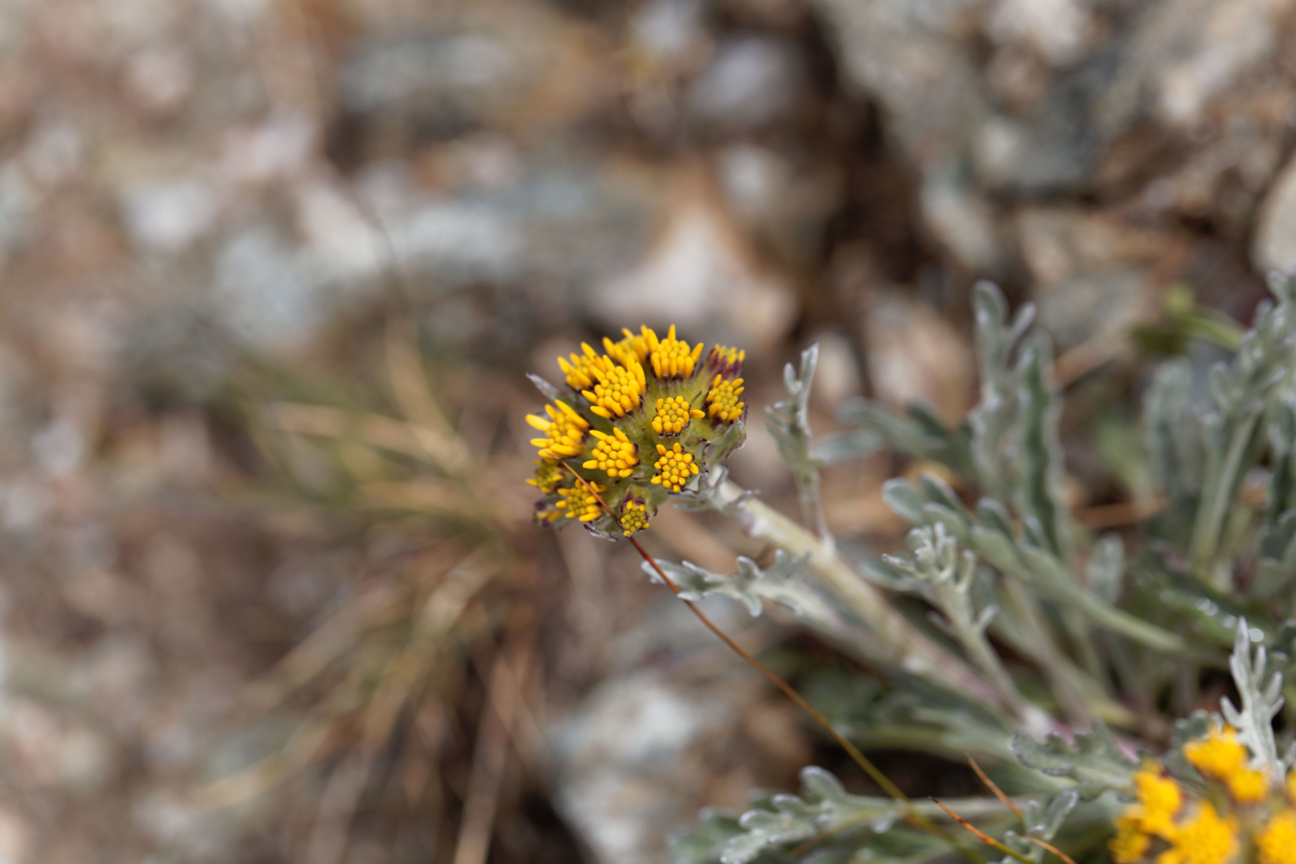 yellow Chartreuse substitute